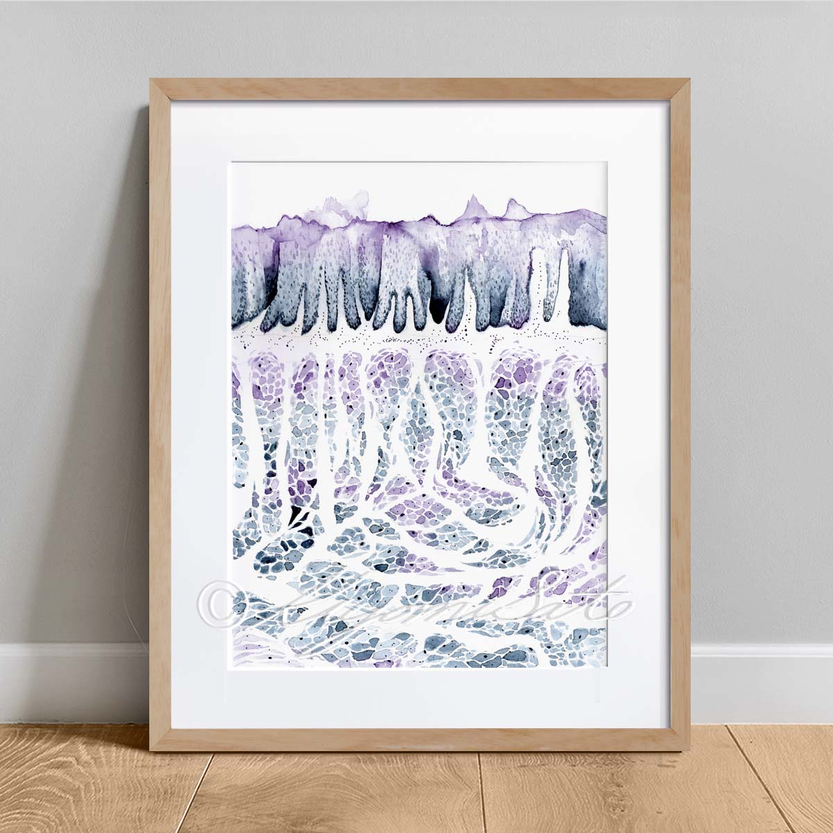 Filiform Papillae Histology