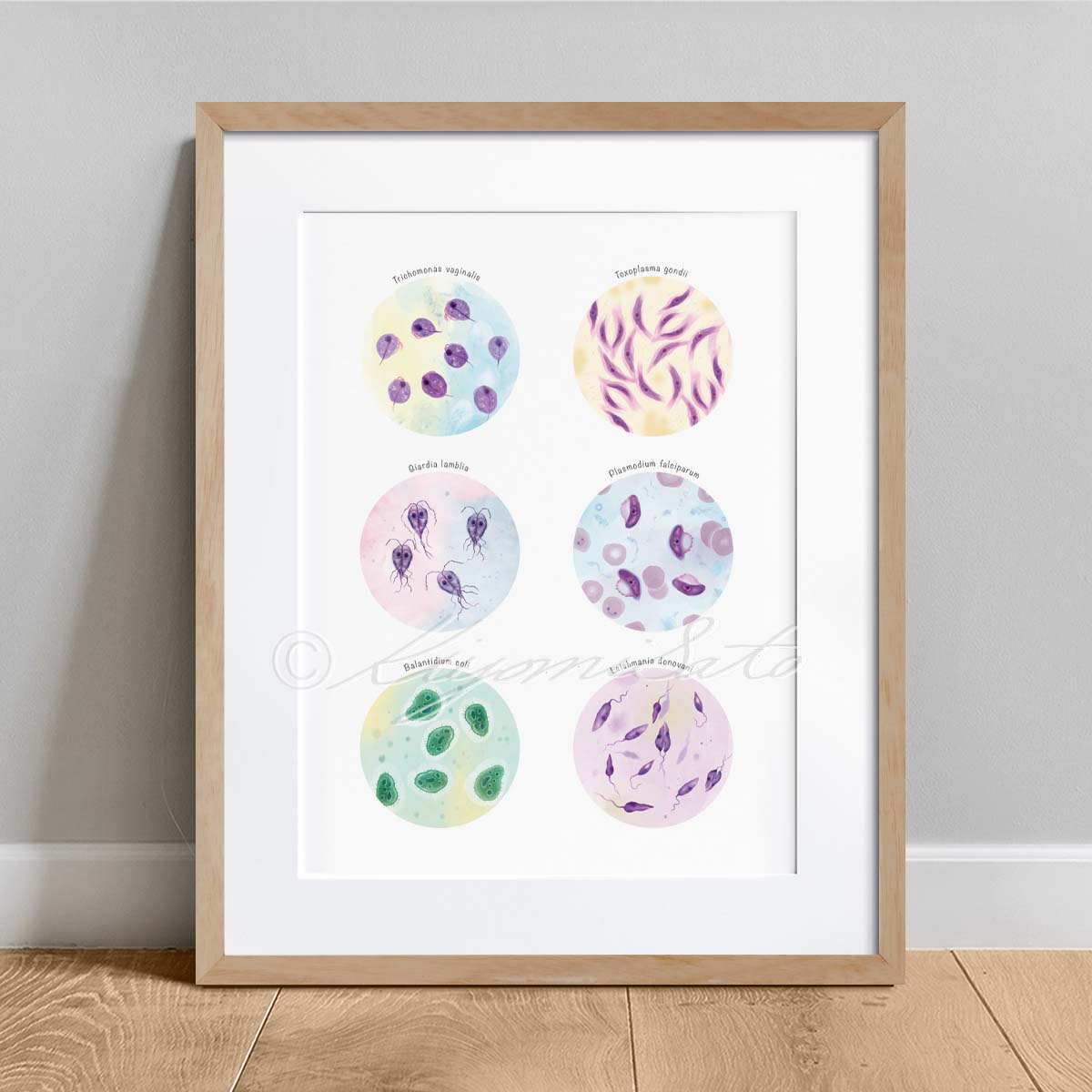Parasitic Protozoa Collection The Forest Cloak