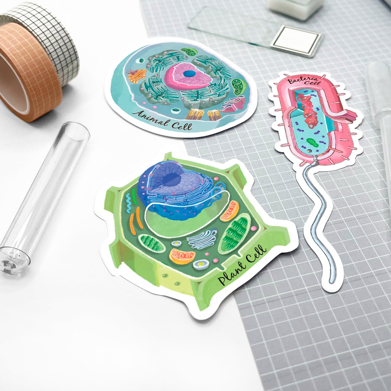 Cell Sticker Set of 3, Animal Cell, Bacteria Cell, Plant Cell Vinyl St ...