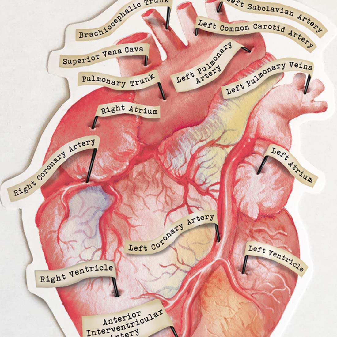 Anatomical Human Heart Vinyl Sticker – The Forest Cloak