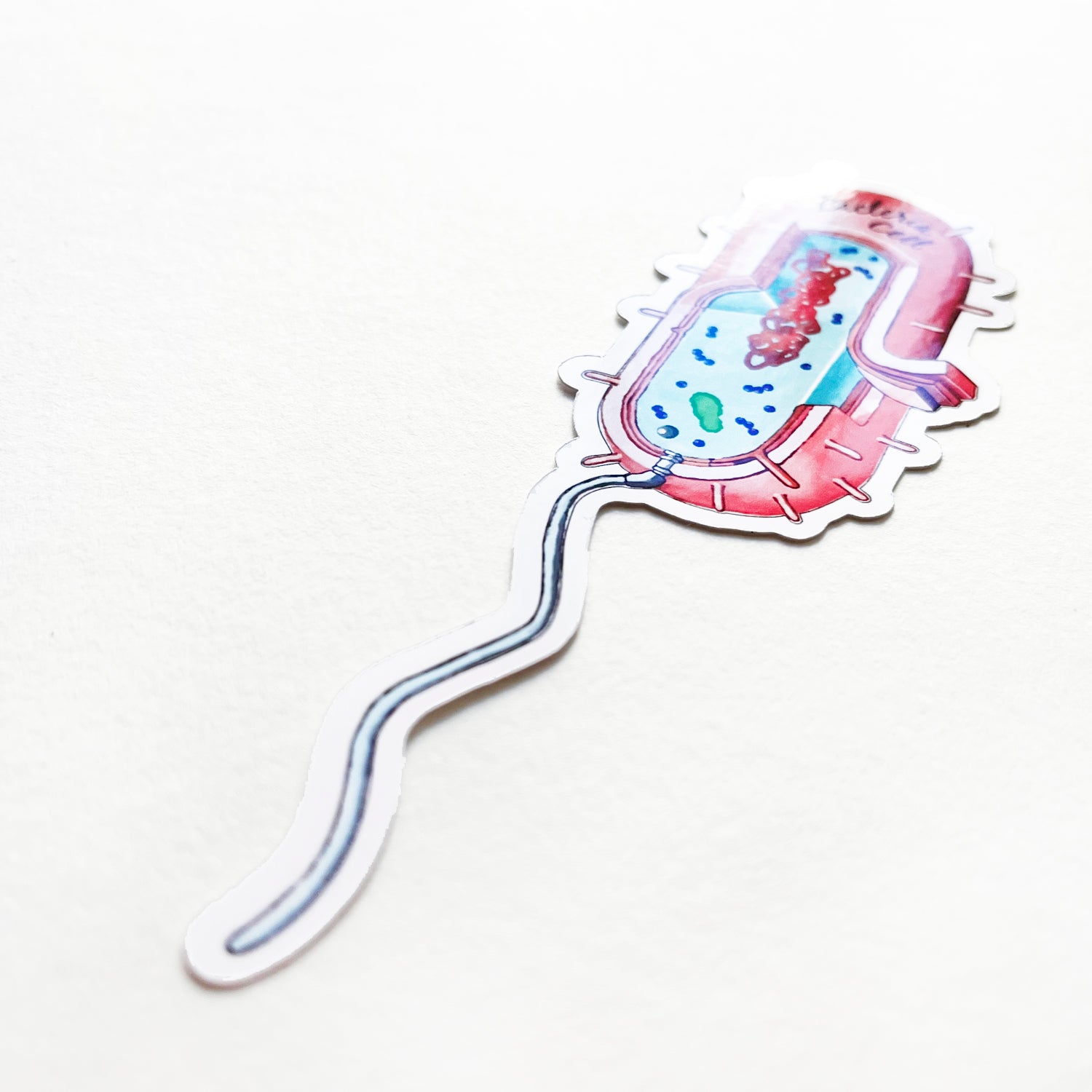 Bacteria Cell Cross Section Vinyl Sticker – The Forest Cloak