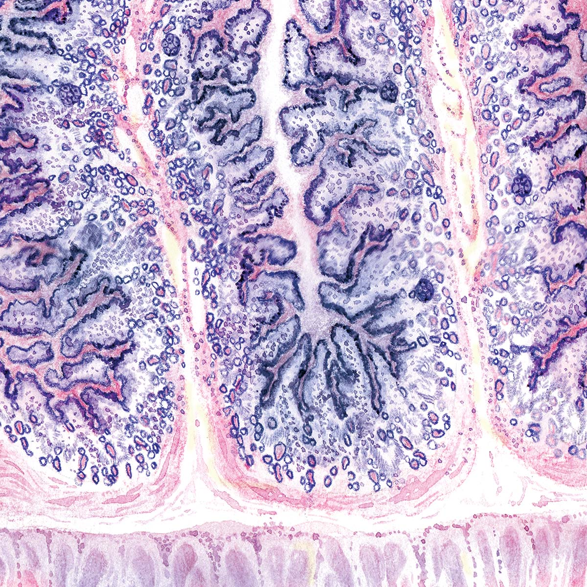 Dog Jejunum Histology Art – The Forest Cloak
