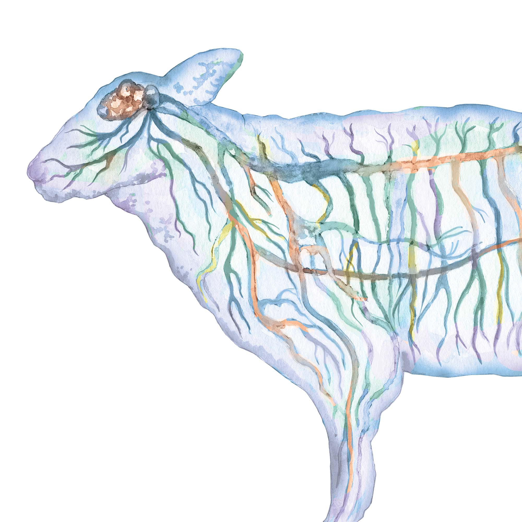 Sheep Nervous System, Blue Vertical – The Forest Cloak