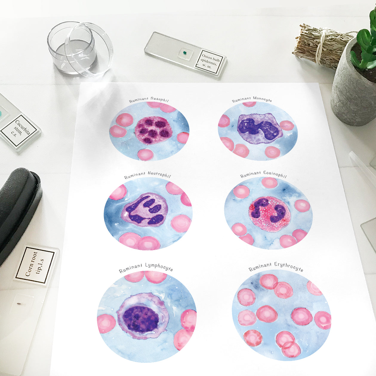 Ruminant Blood Cells Collection – The Forest Cloak