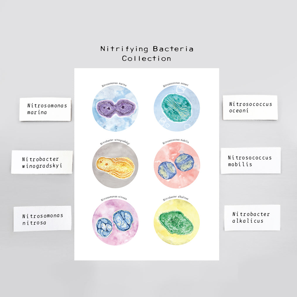 Nitrifying Bacteria Collection – The Forest Cloak