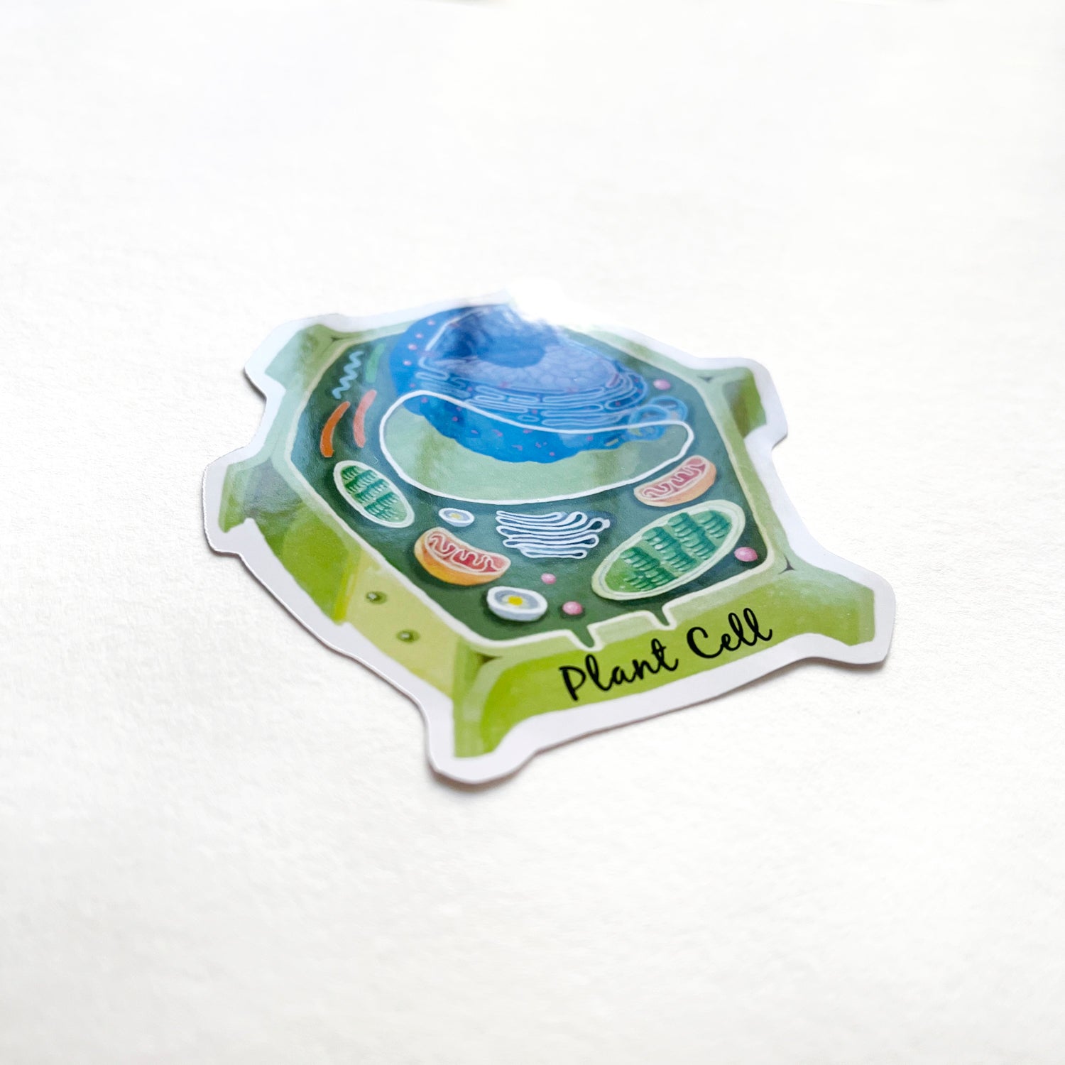 Plant Cell Cross Section Vinyl Sticker – The Forest Cloak