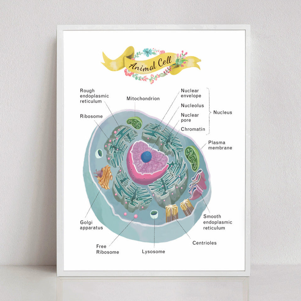 Cross Section Of An Animal Cross Section Eukaryotic Cell Animal Cell
