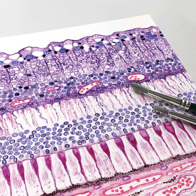 Retina Histology Art – The Forest Cloak